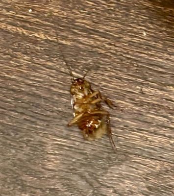 BILLITO’S ITALIAN RESTAURANT - Updated December 2025 - 64 Photos & 44 ...