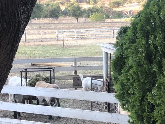 LAZY J RANCH MOTEL - Updated May 2025 - 87 Photos & 101 Reviews - 39625 ...