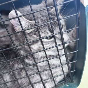 ROWLETT VETERINARY CLINIC - Updated September 2025 - 16 Photos & 71 ...