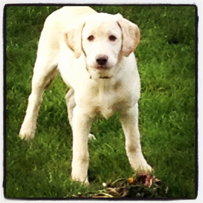 SILVER CAVE LABRADORS - 2093 Cheyenne Ave, Ionia, Iowa - Pet Services ...