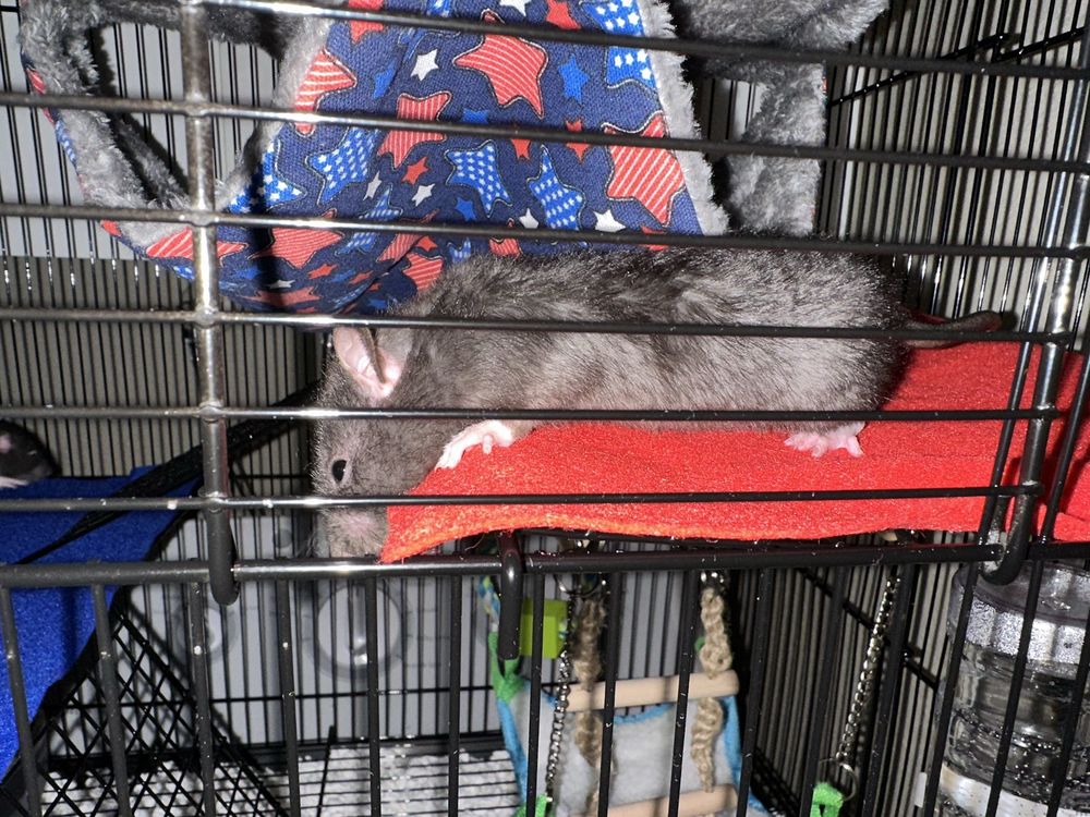 RAT HEAVEN RATTERY - Updated October 2025 - 22 Photos - Sacramento ...