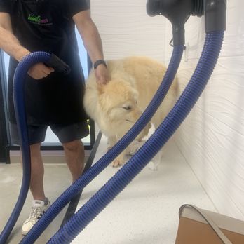 BUBBLY PAWS - Updated August 2024 - 33 Photos & 29 Reviews - 22421 El ...