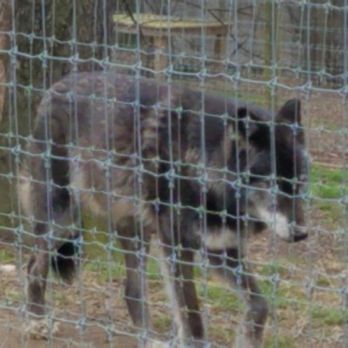 THE WOLF SANCTUARY OF PA - Updated August 2024 - 278 Photos & 106 ...