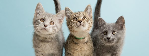 CENTRE COUNTY PAWS - Updated May 2024 - 12 Photos & 16 Reviews - 1401 ...