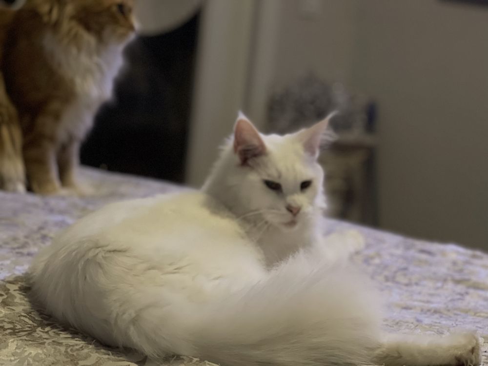 ZOE AND ZACH CATTERY - Updated July 2025 - 12 Photos - Tice, Florida ...