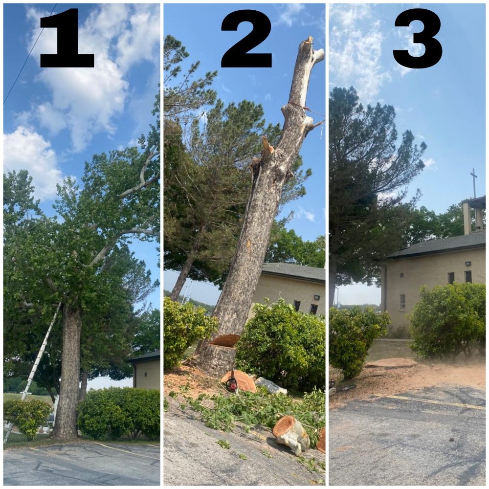 REYES TREE EXPERTS ATX - Updated May 2024 - 29 Photos - Austin, Texas ...