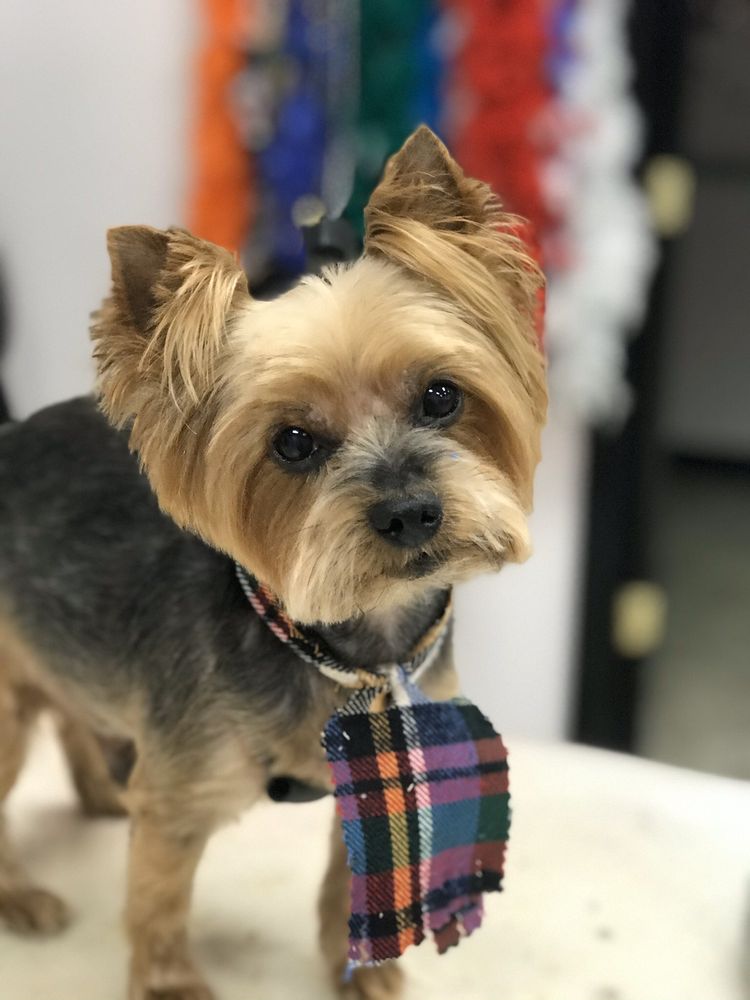 DAZZLING DOGS PET SPA - Updated March 2026 - 21 Photos - 2005 Merchant ...