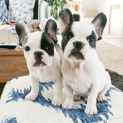 PAUSE 4 FRENCHIES - Updated March 2026 - 10 Photos - 1200 Ocilla Rd ...