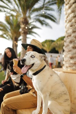 DOG PPL - Updated August 2024 - 111 Photos & 107 Reviews - 3440 Ocean ...