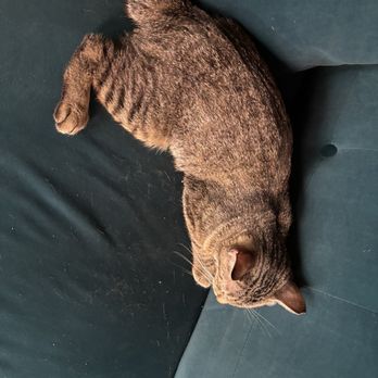 THE BISCUIT FACTORY CAT LOUNGE - Updated December 2025 - 40 Photos & 10 ...