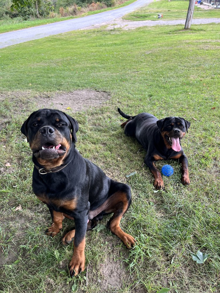 PAPIN ROTTWEILERS - Updated November 2025 - 22020 Hax Rd, La Fargeville ...