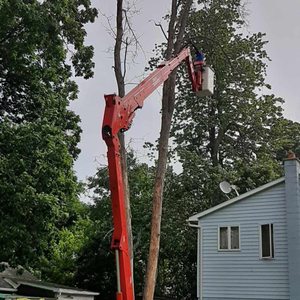 LEWIS TREE SERVICE - Updated December 2025 - 21 Photos & 30 Reviews ...