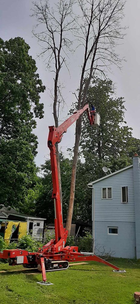 KD TREE SERVICE ROCHESTER NY - Updated December 2024 - 21 Photos - 97 ...