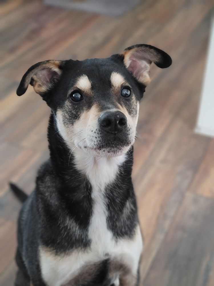 MARANDA RANCH KENNELS - Updated November 2024 - 32 Photos & 30 Reviews ...