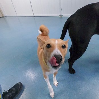 24 HOUR DOG DAYCARE Updated January 2025 112 Photos 72 Reviews 1150 Simpson Way Escondido California Pet Boarding Phone Number Yelp