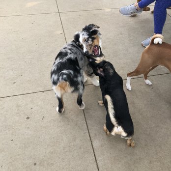 COPPELL DOG PARK - Updated December 2025 - 28 Photos & 30 Reviews - 400 ...