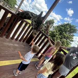 BRIGHT’S ZOO - 62 Photos & 21 Reviews - 3425 Hwy 11 E, Limestone ...