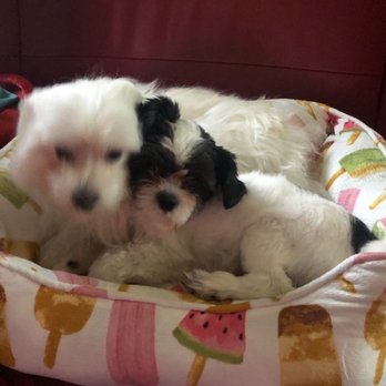 STEVENS ANIMAL HOSPITAL - Updated December 2025 - 35 Photos & 64 ...