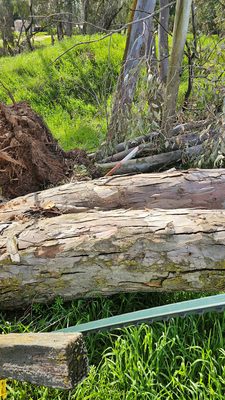 A-1 PRESTIGE TREE SERVICE - Updated July 2024 - 23 Photos & 14 Reviews - Roseville, California ...