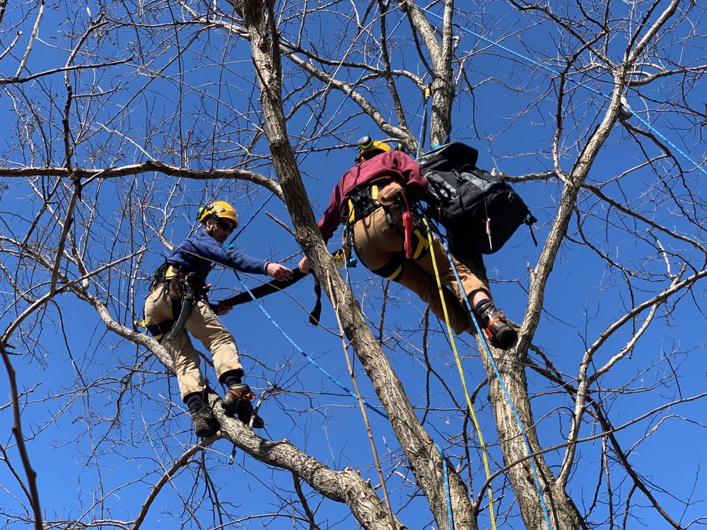 JUNIPER TREE CARE - Updated April 2025 - Brooklyn, New York - Tree ...