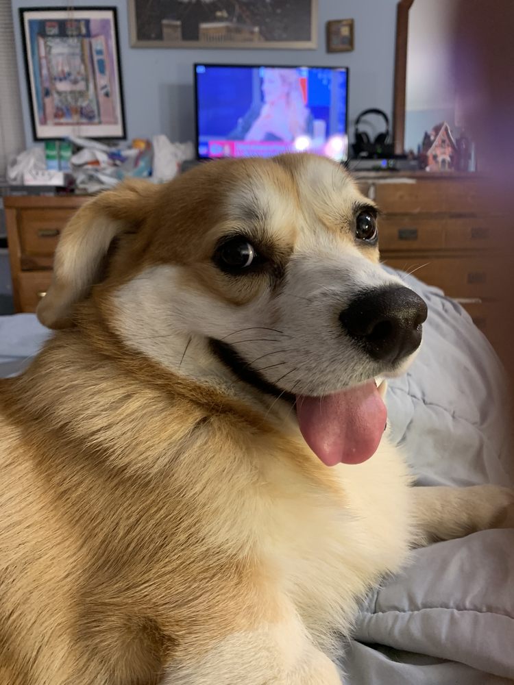 BRANDY DOG’S BARBERSHOP - Updated February 2025 - 10 Photos - 61-18 ...