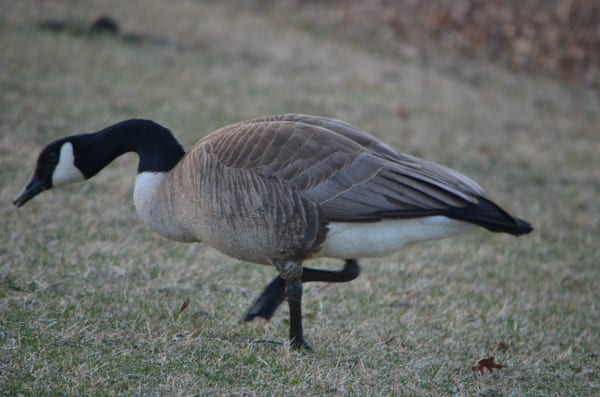 OAK RIDGE PRAIRIE COUNTY PARK - Updated September 2025 - 27 Photos ...