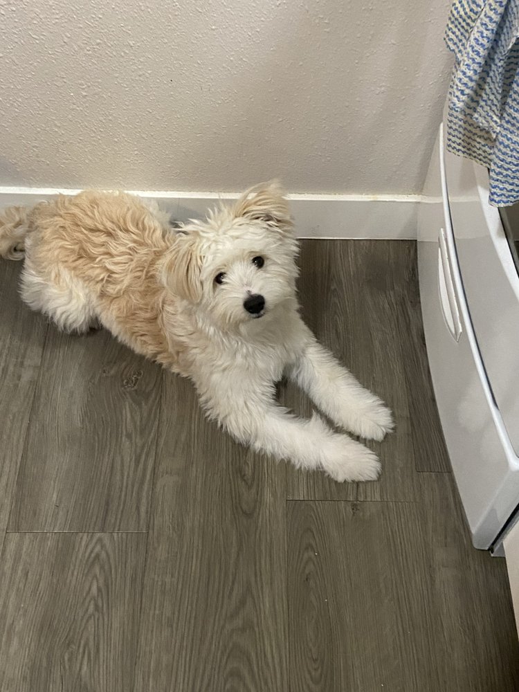 PAWSITIVELY POOCHED - Updated December 2025 - 41 Photos & 18 Reviews ...