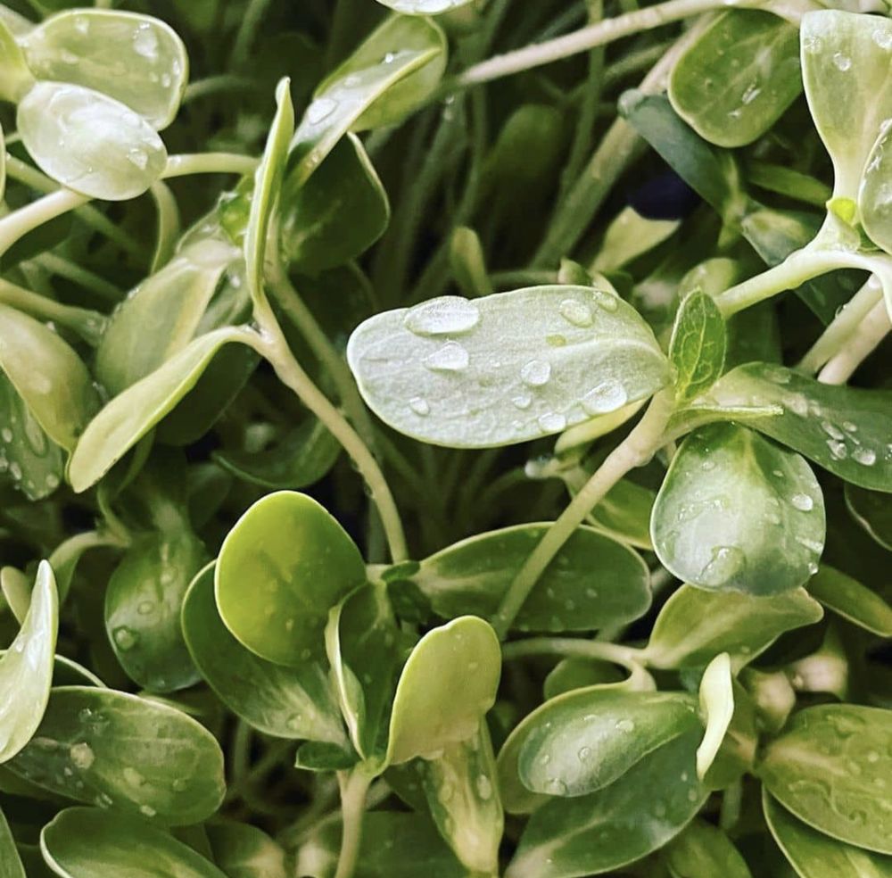 GERBER FARMS - Updated February 2025 - 12952 Croix Cir, Riverton, Utah ...