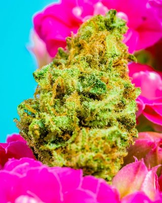 THE GREEN SOLUTION - Updated May 2026 - 117 Photos & 88 Reviews - 6681 ...