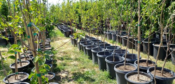 Trees Outlet Updated July 2026 64 Photos And 29 Reviews 9149 Gerber