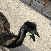 MARANDO FARMS & RANCH - 256 Photos & 86 Reviews - 5151 SW 64th Ave ...