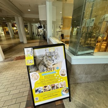 CAT CAFÉ MOFF - Updated February 2025 - 102 Photos & 20 Reviews - 1450 ...