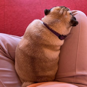 CUPPA PUG - Updated May 2025 - 166 Photos & 58 Reviews - 607 W 9th Ave ...