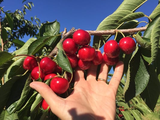 MIKE & LIZZY’S CHERRY U-PICK - Updated June 2024 - 4801 Lakeshore Place ...