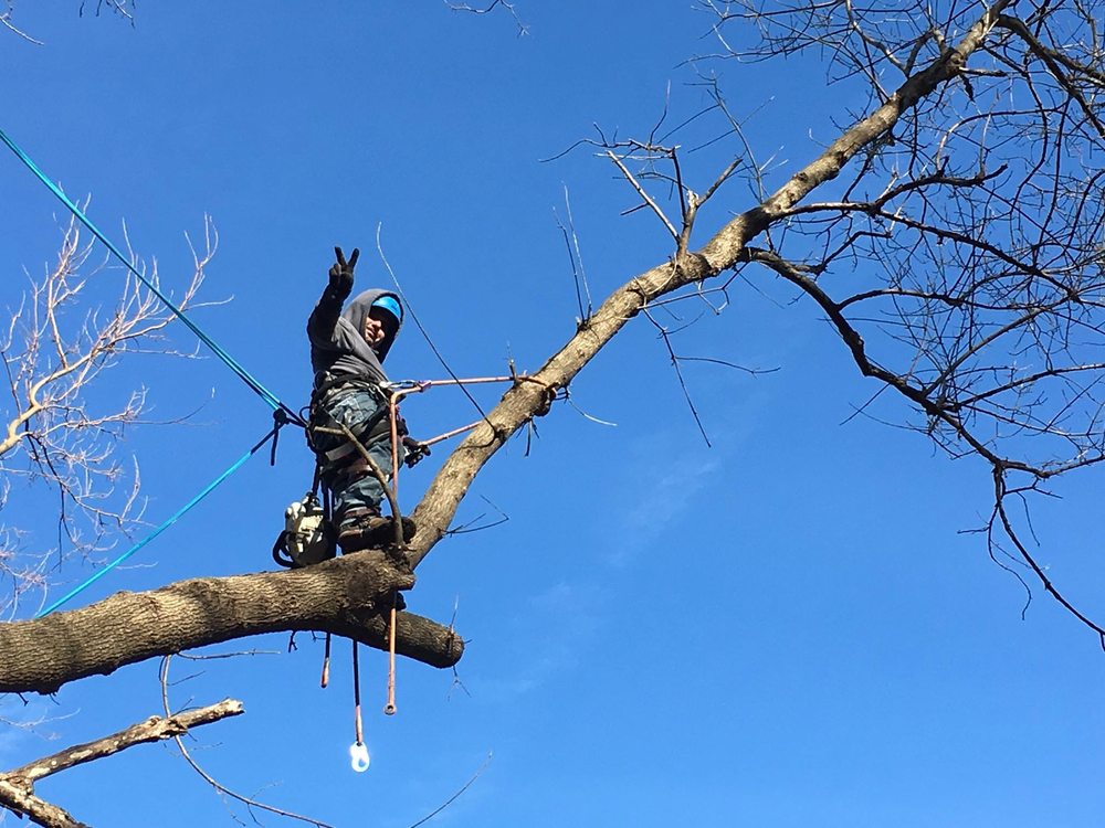 ROYAL OAKS TREE SERVICE FRANKLIN - Request a Quote - 11 Photos - Tree ...