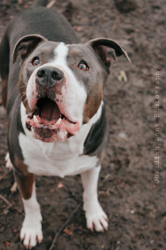 OBSIDIAN LENS PHOTOGRAPHY - Updated March 2025 - Request Information ...