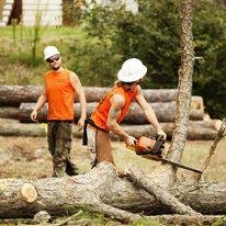 TARZAN TREE SERVICE - Updated November 2025 - 55 Photos & 12 Reviews ...