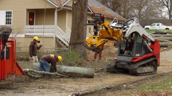 CHAPMAN TREE SERVICE - Updated January 2026 - 68 Photos & 22 Reviews ...