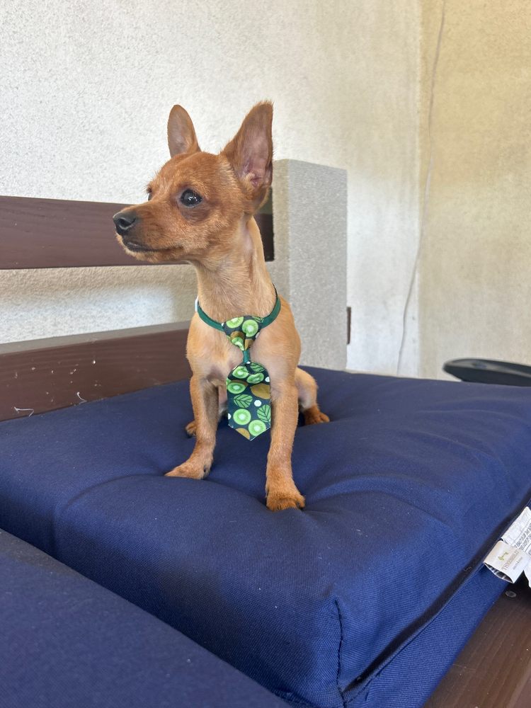 VIP PET SHOP - Updated August 2025 - 23 Photos & 34 Reviews - 305 N ...