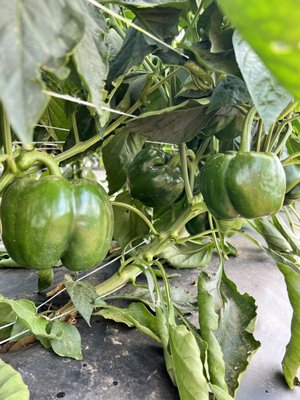 CHARLIE’S U-PIK - Updated December 2025 - 35 Photos - 257 Charlies Lane ...