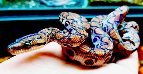 ALL PETS CLUB - Updated November 2025 - 69 Photos & 63 Reviews - 479 E ...