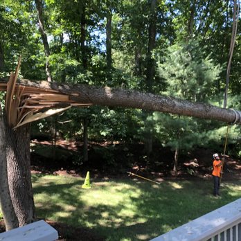 STANLEY TREE SERVICE - 43 Reviews - 275 George Washington Hwy ...