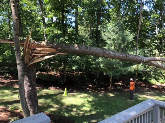 STANLEY TREE SERVICE - Updated October 2025 - 16 Photos & 59 Reviews ...