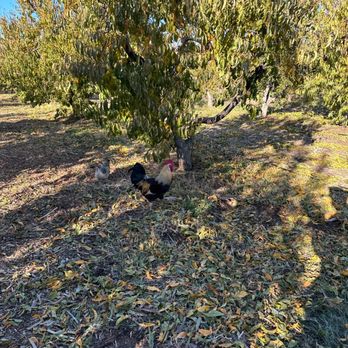 BLOOM RANCH OF ACTON - Updated December 2024 - 76 Photos & 33 Reviews ...