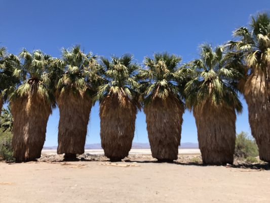 CSU DESERT STUDIES CENTER - Updated July 2025 - 440 Photos & 119 ...