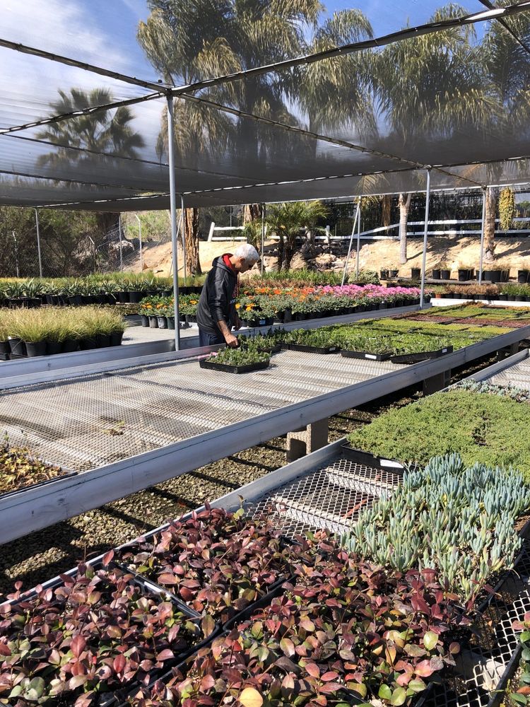DM COLOR EXPRESS NURSERY - 10 Photos - 4343 Carmel Valley Rd, San Diego ...