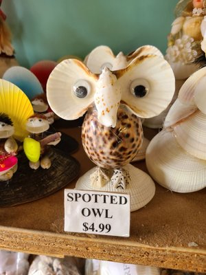 THE SHELL SHOP - 159 Photos & 113 Reviews - 590 Embarcadero, Morro Bay ...