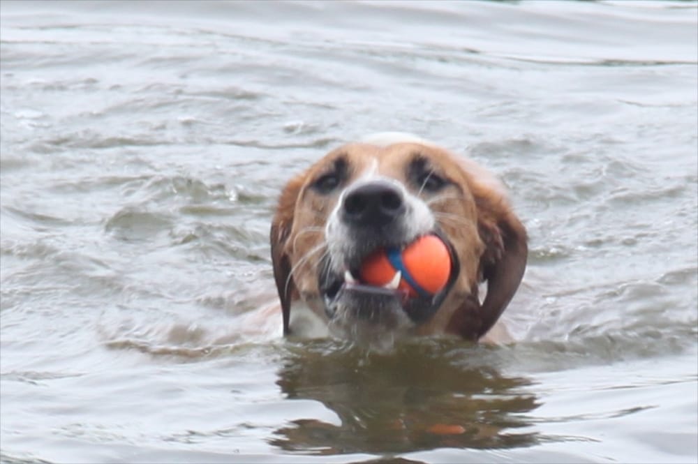 FOX RIVER BLUFF DOG PARK - Updated October 2025 - 31 Photos & 11 ...