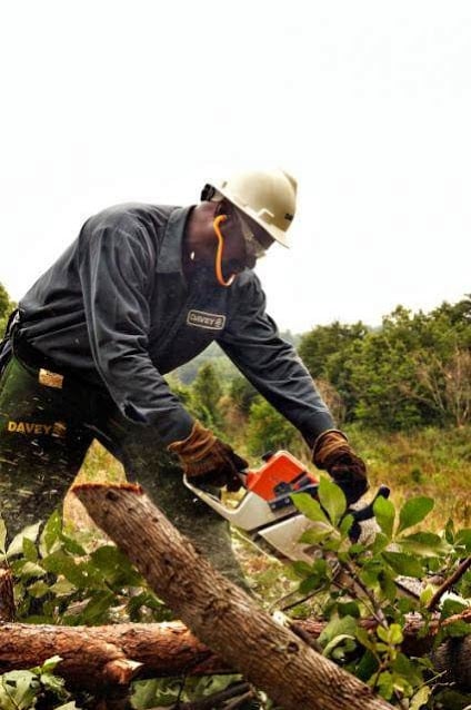 THE DAVEY TREE EXPERT COMPANY - Updated December 2025 - 29 Photos & 30 ...