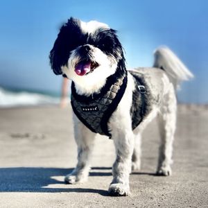 HYDRODOG BERT - Updated December 2025 - 34 Photos & 22 Reviews ...